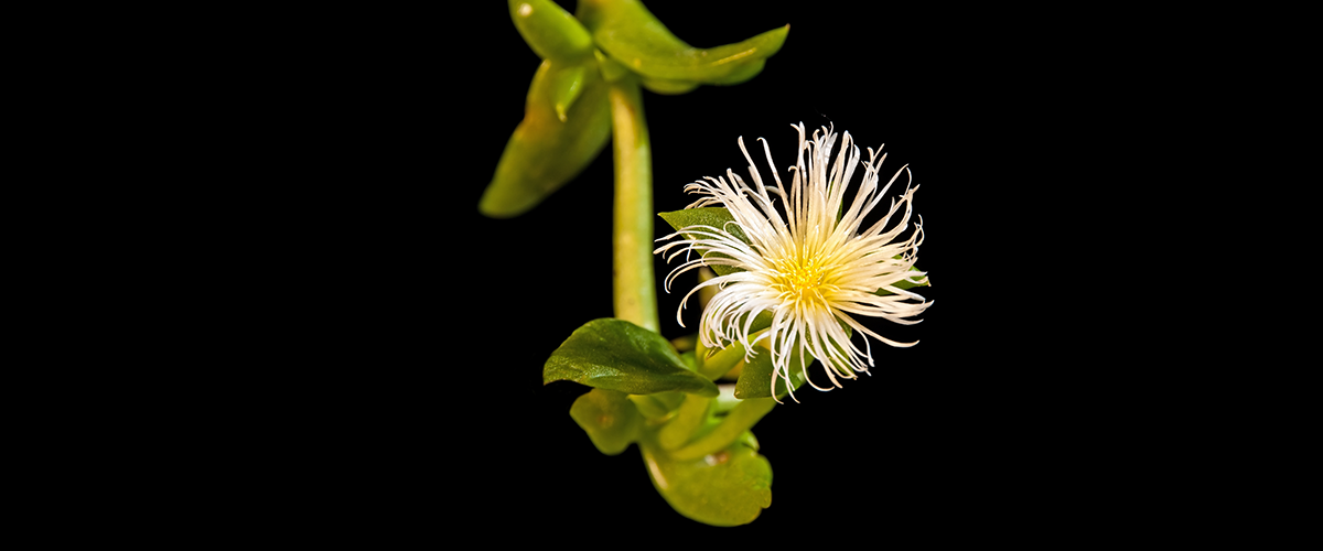 Todo Lo Que Necesitas Saber Sobre Kanna | Sceletium Tortuosum