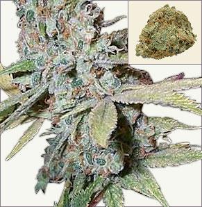 Skunk Special cannabis seeds | Regular cannabis seeds | Seed shop